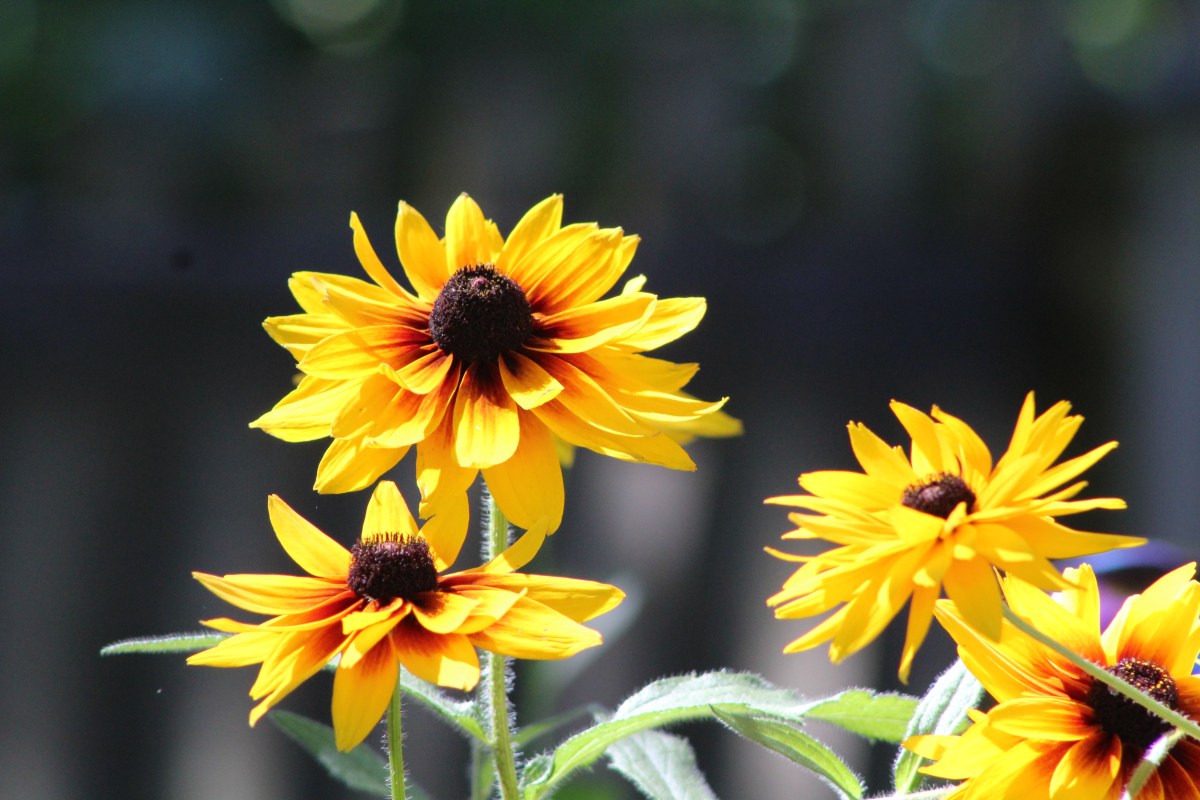 …just one thing – Tidbits of Thoughts and Tastes